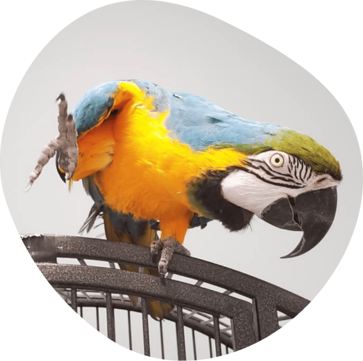 Parrot University - Supplies, Education & Boarding - Charlotte, NC