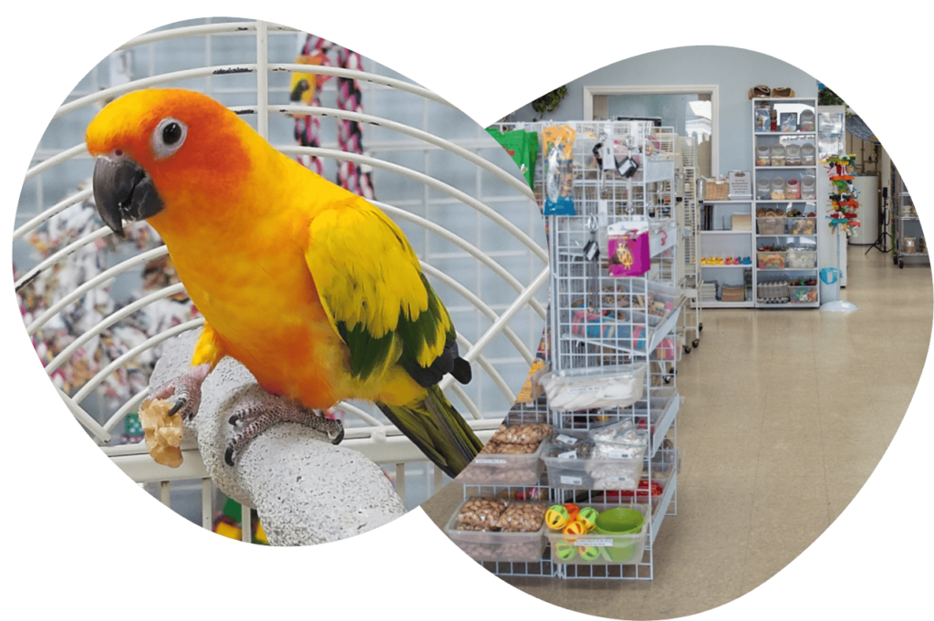 About - Parrot U - Charlotte, NC
